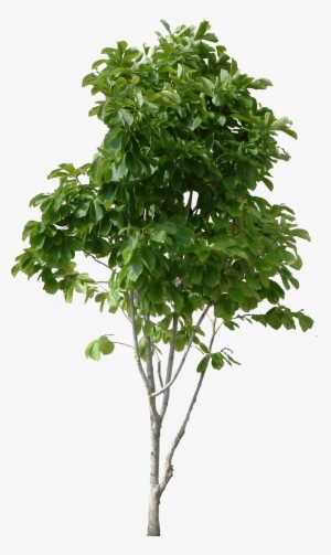 Ashoka Tree Png