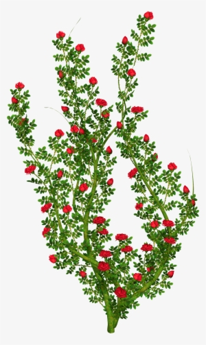 Rosebush - Rose Bush Transparent Background PNG Image | Transparent PNG ...