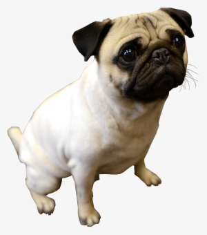 Pug Military PNG Image | Transparent PNG Free Download on SeekPNG