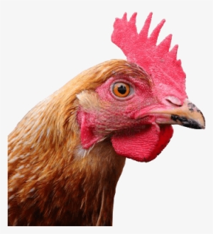 Chicken Vector - Chicken Head Vector Png PNG Image | Transparent PNG ...