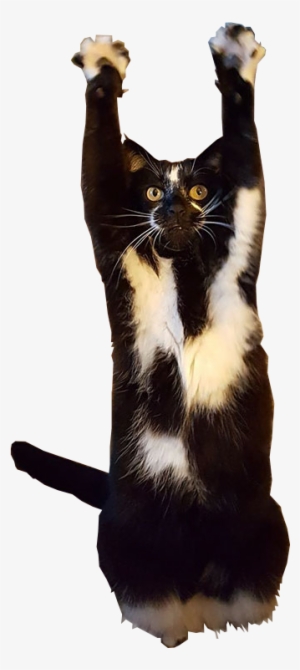 Cutout - Cat PNG Image | Transparent PNG Free Download on SeekPNG