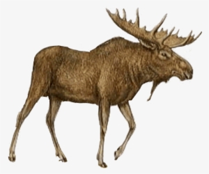 Caribou Vs Reindeer Vs Elk Vs Moose PNG Image | Transparent PNG Free ...