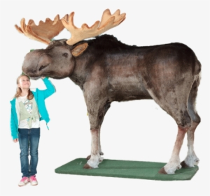 Giant Life Sized Faux Display Moose Huge Life Like - Statue PNG Image ...