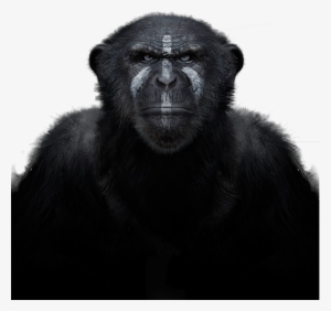 Chimp - Chimpanzee PNG Image | Transparent PNG Free Download on SeekPNG