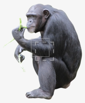 Parent Category - Chimpanzee With No Background PNG Image | Transparent ...