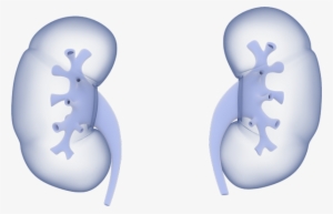 The Kidneys - Kidney PNG Image | Transparent PNG Free Download on SeekPNG