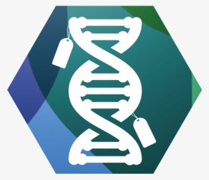 What Is Epigenetics - Epigenetic Tags PNG Image | Transparent PNG Free ...