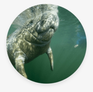 Home Manatee - Manatee PNG Image | Transparent PNG Free Download on SeekPNG