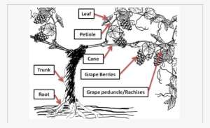 Distribution Of Rotundone In Different Grapevine Tissues - Grape Vine ...