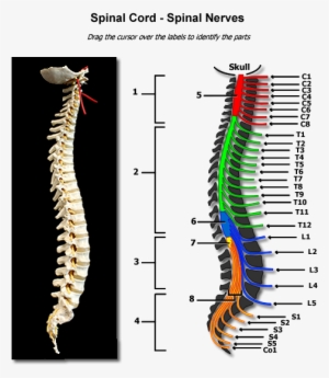 Human Anatomy Physiology Spinal - Human Anatomy Spinal Nerves PNG Image ...