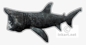 Basking Shark PNG Image | Transparent PNG Free Download on SeekPNG
