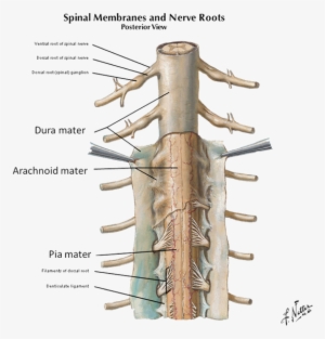 Spinal Cord Meninges [3] - Denticulate Ligaments And Filum Terminale ...