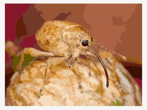 Beetle Curculio Glandium True Bugs Curculio Nucum Acorn - 101 Weird And ...