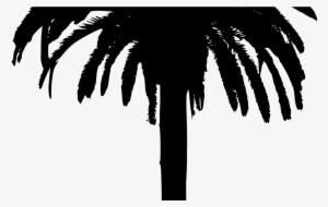 Palm Tree Png Outline PNG Image | Transparent PNG Free Download on SeekPNG