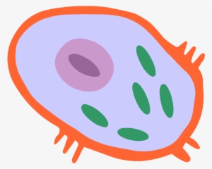Human Cell Png Clip Art Transparent Stock - Human Cell Cell Icon PNG ...