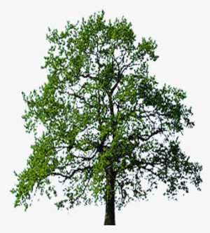 Oak Tree Png Image - Oak Tree Png PNG Image | Transparent PNG Free ...