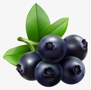Image Library Download Berries Drawing Bilberry - Blueberry Clipart PNG ...