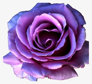 Rose Scroll Icons Png - Rose Scroll PNG Image | Transparent PNG Free ...