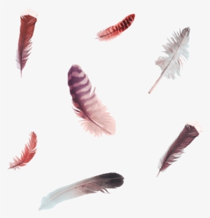 Falling Feathers - Feathers Art Print - Mini By Okti PNG Image ...