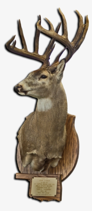 State Record Buck - Portable Network Graphics PNG Image | Transparent ...