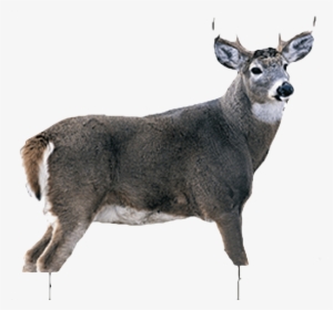 White Tail Buck PNG Image | Transparent PNG Free Download on SeekPNG