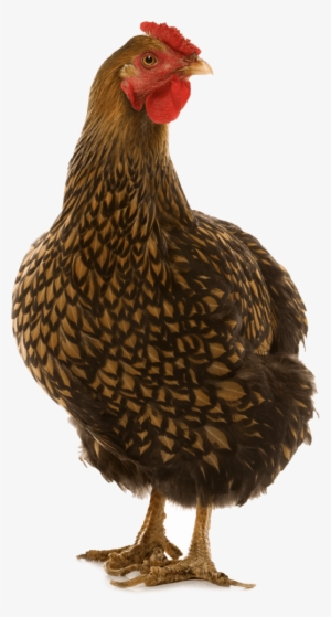 Brown Chicken Png High-quality Image - Golden Laced Wyandotte Chicken ...
