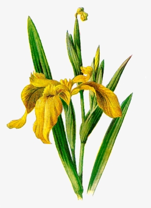 Yellow Iris PNG Image | Transparent PNG Free Download on SeekPNG