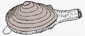 Clam Chowder Mussel Oyster Pacific Razor Clam - Razor Clam Clipart PNG ...