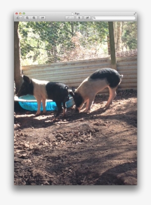 [thumbnail For Pigs2 ] - Working Animal PNG Image | Transparent PNG ...
