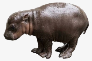 Roly The Hippo - Hey Duggee Characters PNG Image | Transparent PNG Free ...