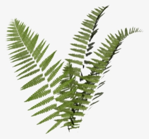 59 Images About ₍ 💫 ₎ - Transparent Ferns PNG Image | Transparent PNG ...
