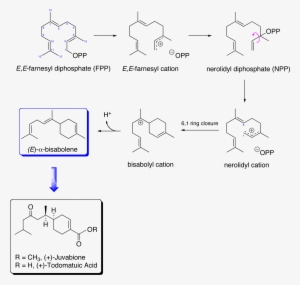 Juvabione Biosynthetic Pathway - Mevalonic Acid Pathway PNG Image ...