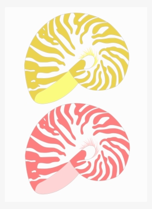 Chambered Nautilus PNG Image | Transparent PNG Free Download on SeekPNG