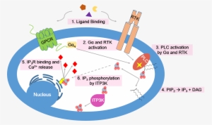 Calcium Signaling Pathway - Calcium Signaling During Fertilization PNG ...