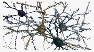 Neurons Synapse - Neuron Synapse Transparent Background PNG Image ...