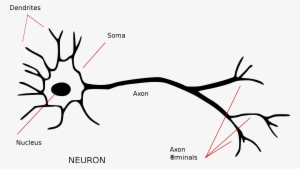Open - Simple Nerve Cell Diagram PNG Image | Transparent PNG Free ...