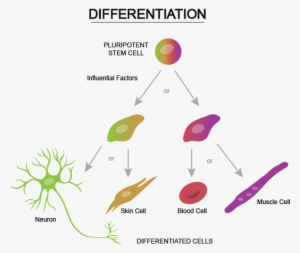 The Process Of Differentiation As It Occurs In The - Fig1 PNG Image ...