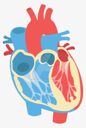 Human Heart - - Free Transparent Human Heart PNG Image | Transparent ...