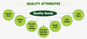 Quality Attributes Png - Physical Purity Of Seed PNG Image ...