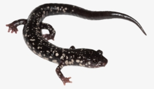 Picture - Transparent Salamander PNG Image | Transparent PNG Free ...