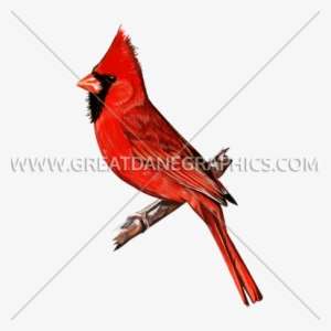 Red Cardinal - Drawing PNG Image | Transparent PNG Free Download on SeekPNG