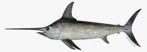 Swordfish - Black Swordfish PNG Image | Transparent PNG Free Download ...