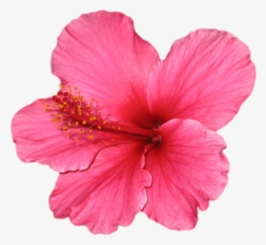 Simple Hawaiian Flower Drawing - Hibiscus Clip Art PNG Image ...