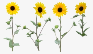 Single Sunflower Png With Leaf - Flower PNG Image | Transparent PNG ...