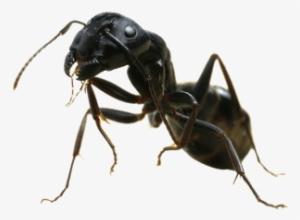 Ant Sideview - Ant Transparent PNG Image | Transparent PNG Free ...