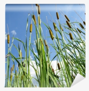 Cattails Png For Kids - Cattail Plant Png PNG Image | Transparent PNG ...