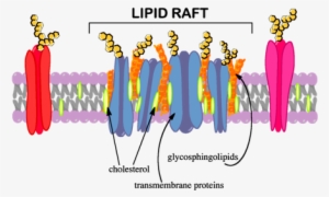 Lipid Raft - Lipid Rafts PNG Image | Transparent PNG Free Download on ...