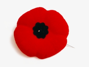 Poppy - Remembrance Day Poppy PNG Image | Transparent PNG Free Download ...