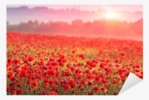 Poppy Fields High Resolution PNG Image | Transparent PNG Free Download ...
