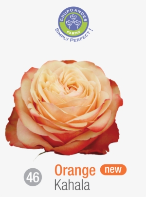 Rosa Variedad Checkmate PNG Image | Transparent PNG Free Download on ...